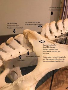 Anatomie verstehen - Teil 3 -Lendenwirbelsäule und Kreuzdarmbeingelenk ...